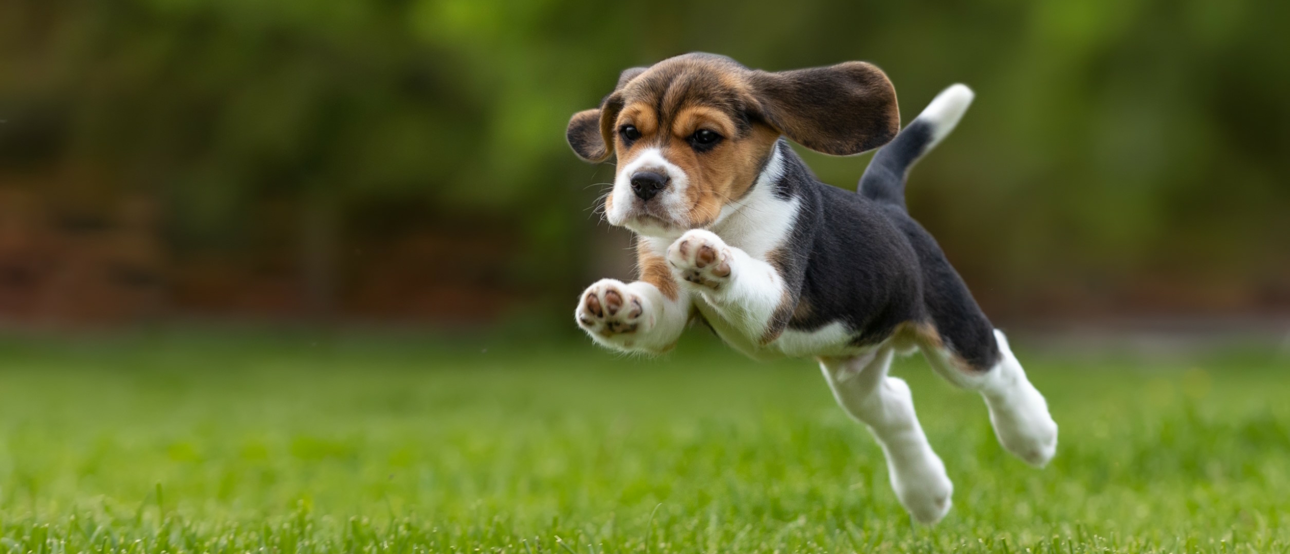 Puppy van 10 weken tot 5 maanden: Alle informatie over deze periode ...