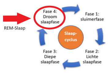 Wat is REM-slaap?