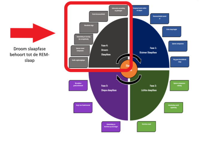 Wat is de droom slaapfase (REM-slaap)?