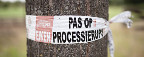 Eikenprocessierups bultjes: wat te doen? | Sproet