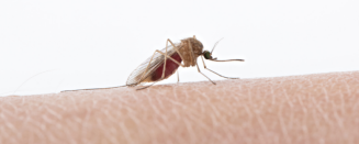 Muggenbulten: zwelling na muggenbeet | Sproet