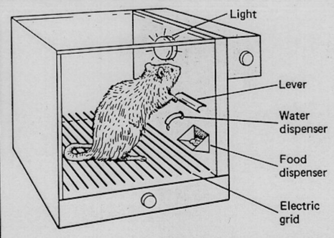 Operant Conditioning & Modern Science - Straightness Training