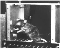 Operant Conditioning & Modern Science - Straightness Training