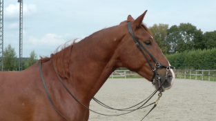 Bit | Straightness Training