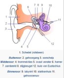 Hoe teken je oren?