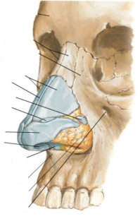 Hoe teken je een neus?