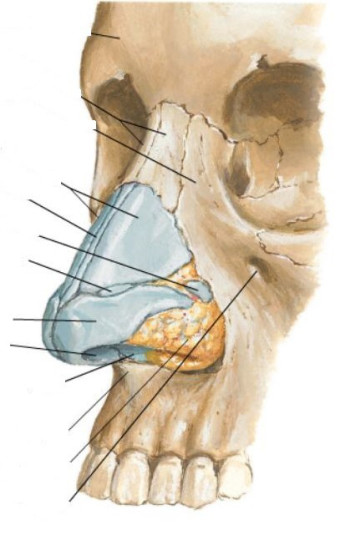 Hoe teken je een neus?