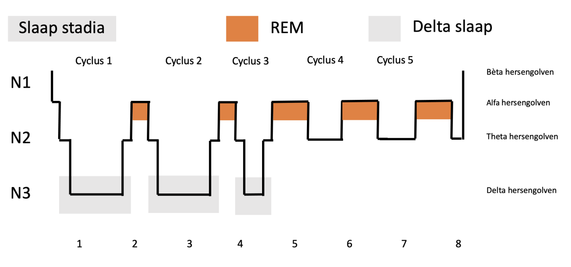 Wat is slaap? En wat gebeurt er tijdens de slaap?