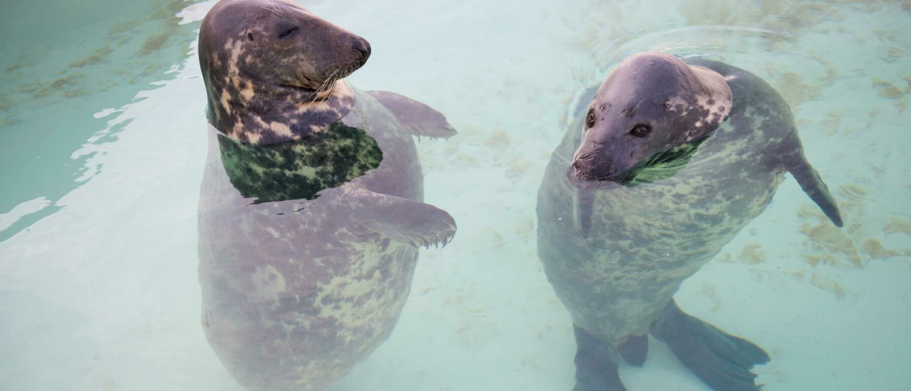 Texel Ecomare Zeeleven Bezoekerscentrum | Ontdek de Prachtige Wereld