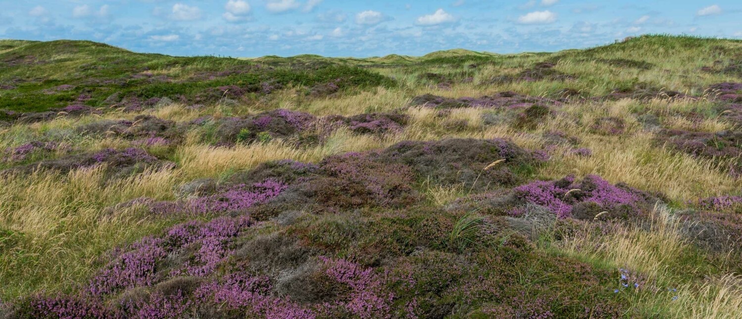 Texeltours Gastheer Nationaal Park Duinen van Texel - Ontdek de Schoonheid