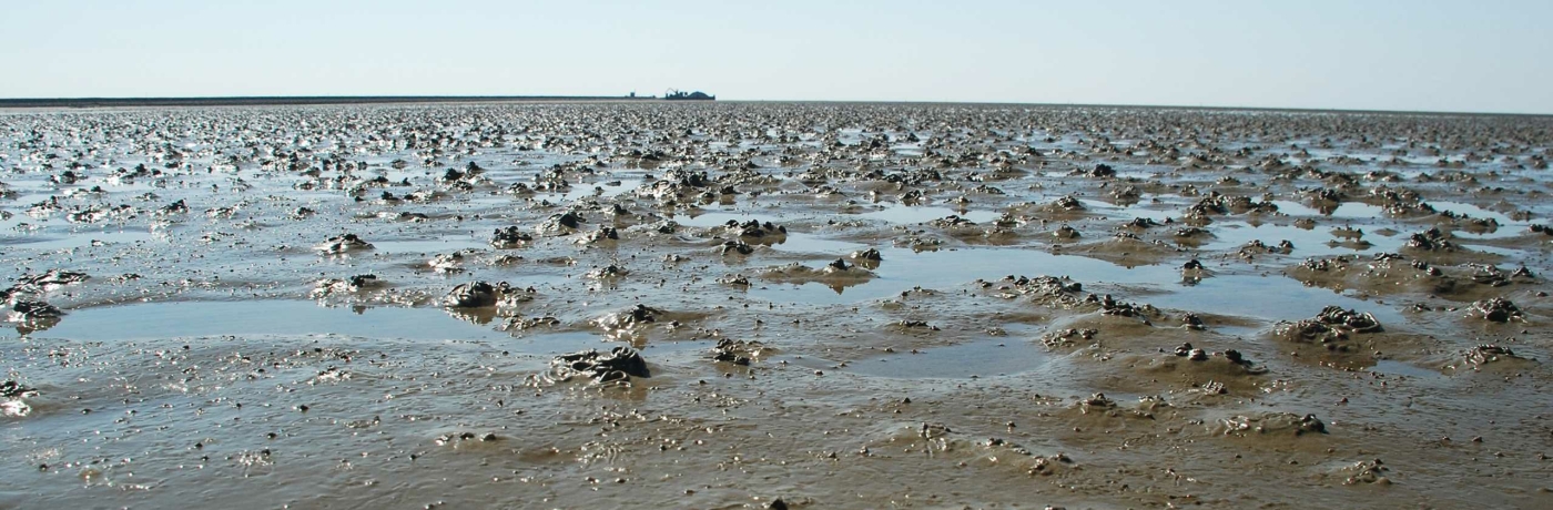 Werelderfgoed Waddenzee – Natuur, vogels & activiteiten bij Texel