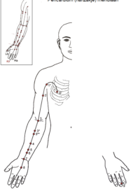 Meridianen test bij Holistisch therapeut Delft