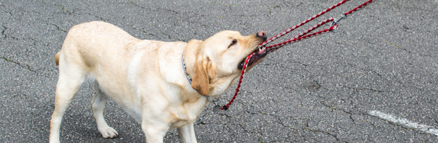 Waarom bijt je hond in zijn riem en hoe leer je het af?