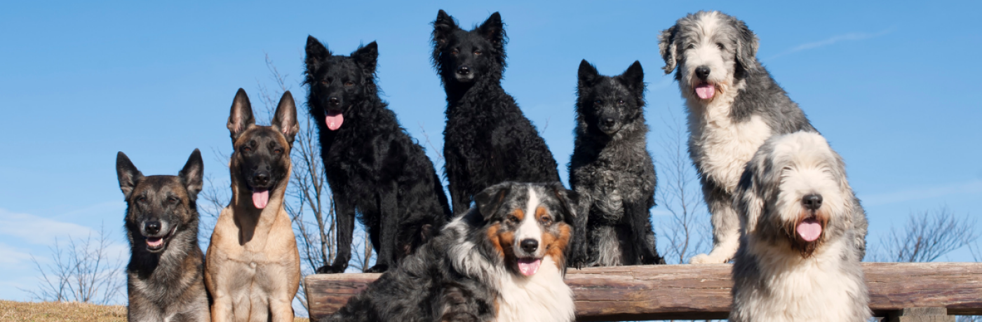 hondenrassen