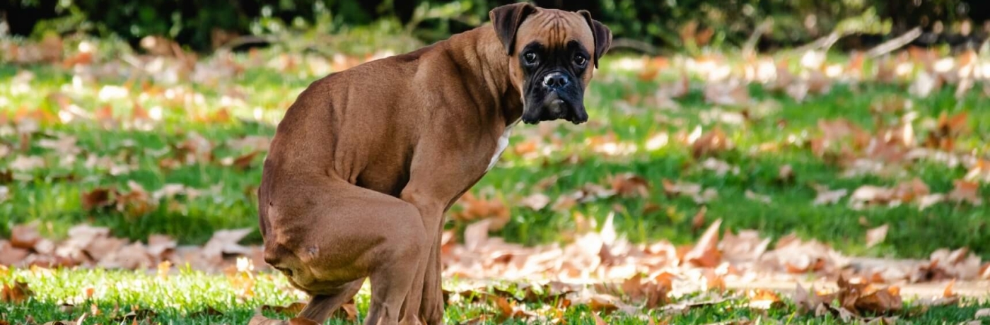 Hondenpoep; alles wat je moet weten over