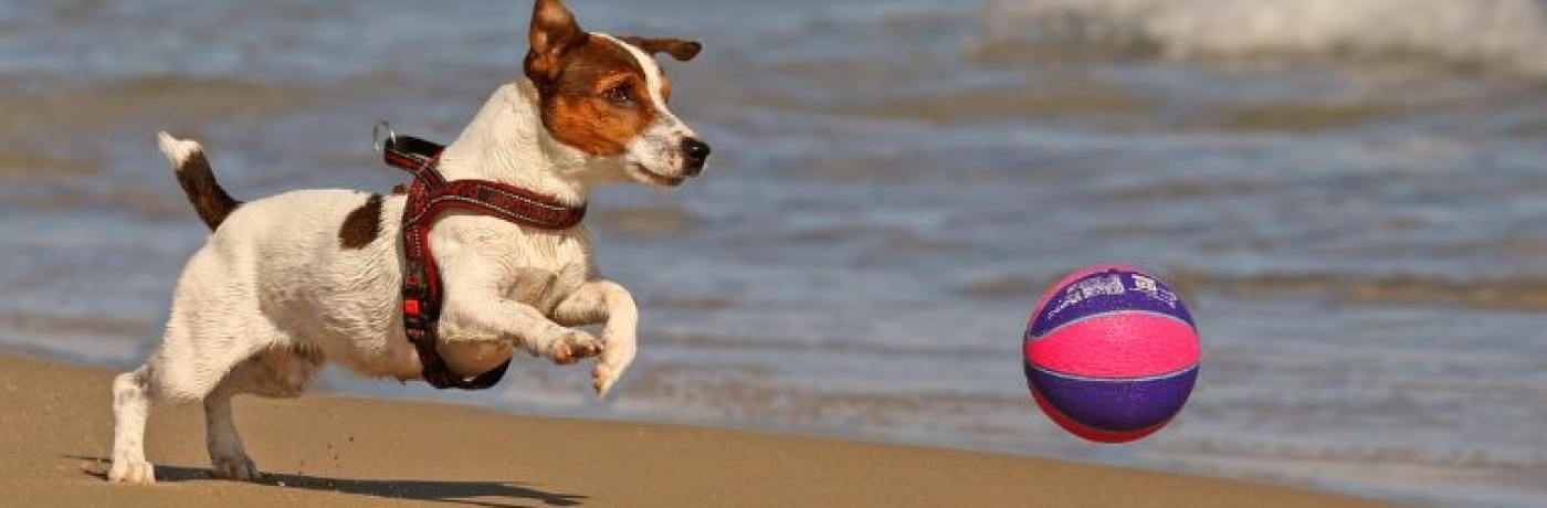 Honden spel: het belang van spelen met je hond