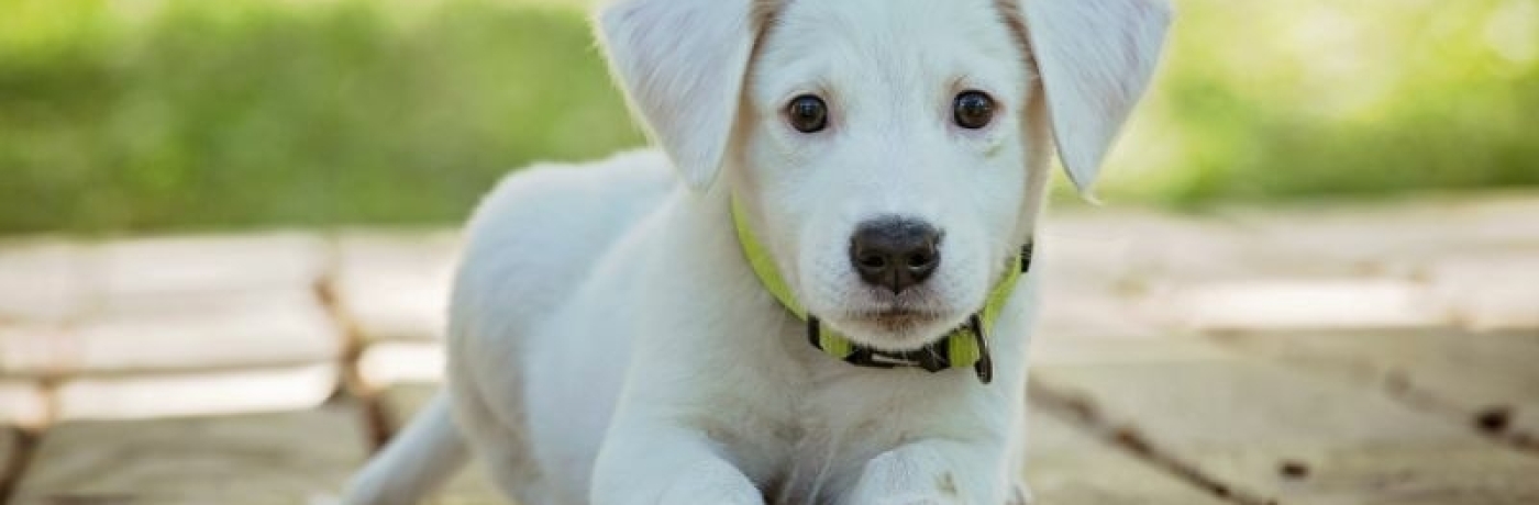 Puppy op komst, hoe bereid je je voor op de gezinsuitbreiding