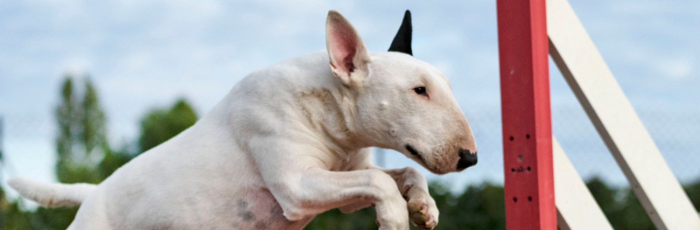 Welke soort hondentrainingen zijn er voor honden?
