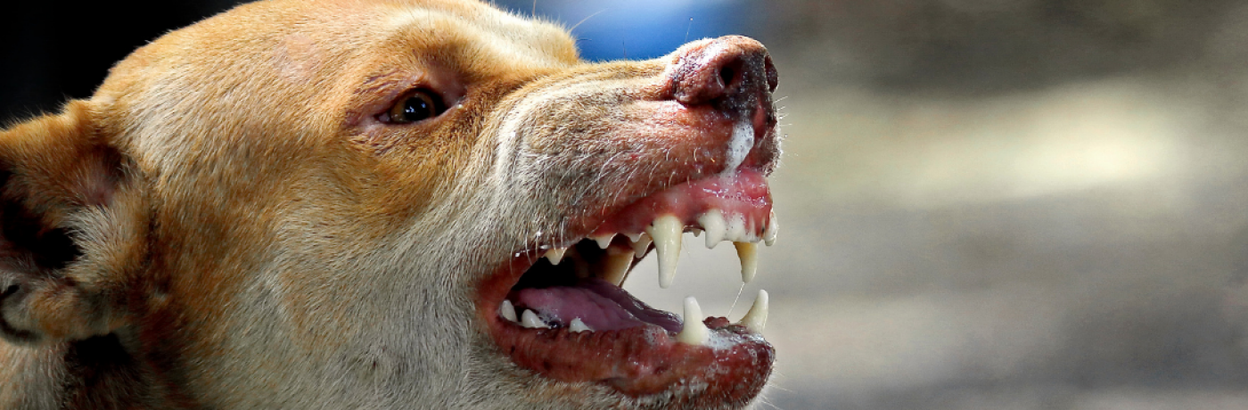 Hondentaal - agressieladder