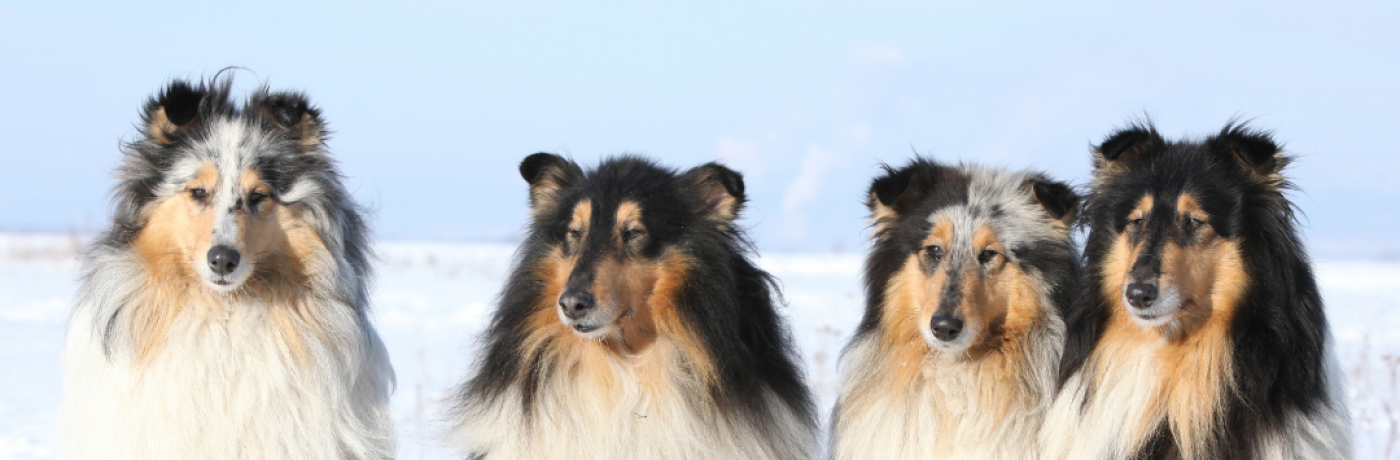 Rangorde en dominantie bij honden