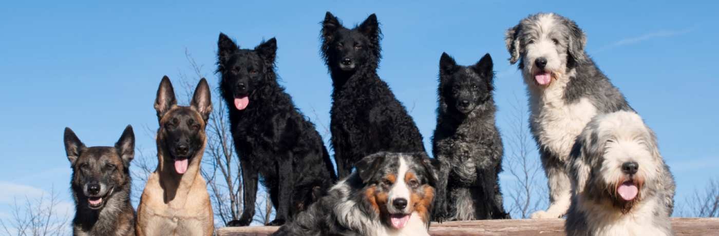 Hondenrassen die bij mij passen (meer weten over 17 kleine t/m grote ...