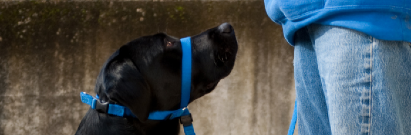 De Gentle Leader, hoe werkt die?