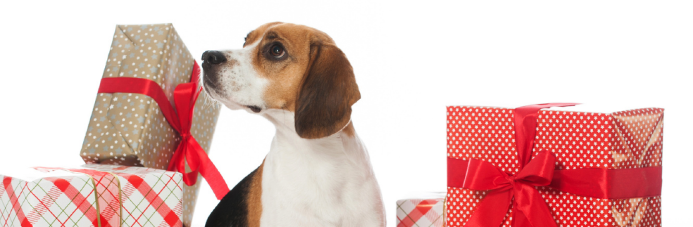 De 10 leukste cadeaus voor je hond