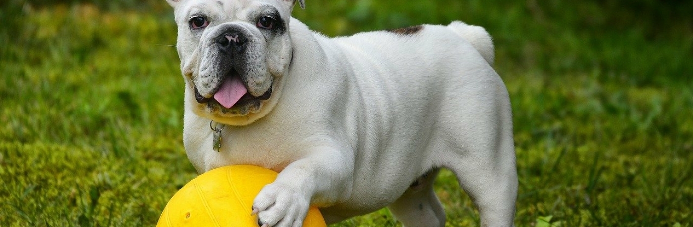 Spelen met je hond