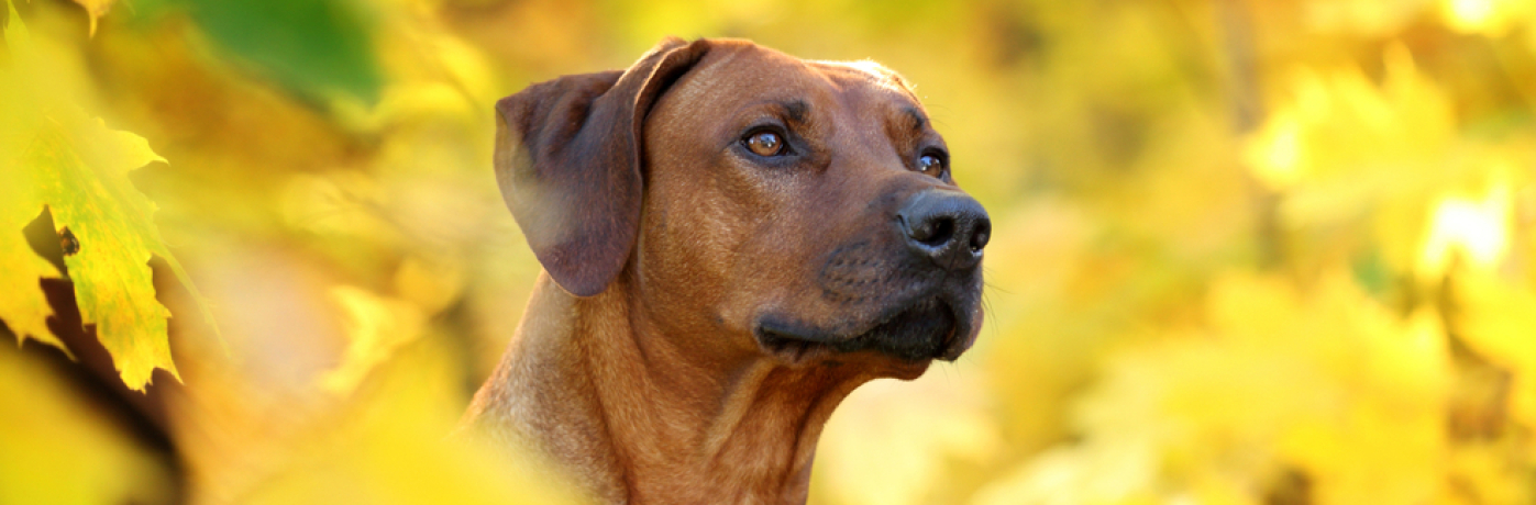 De Rhodesian ridgeback