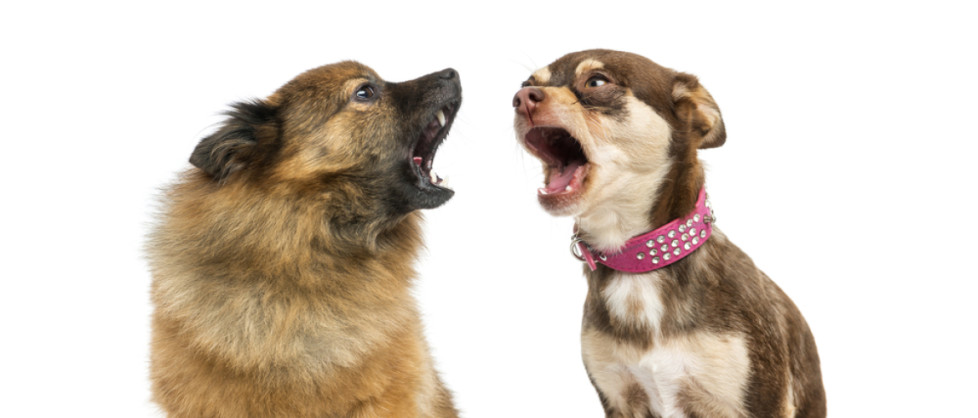 Blaffende hond? Zo krijg je hem stil (zonder eindeloos corrigeren)