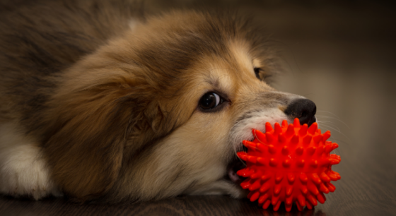 Spelen met je hond