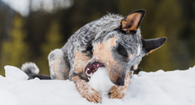 Wintertips voor je hond