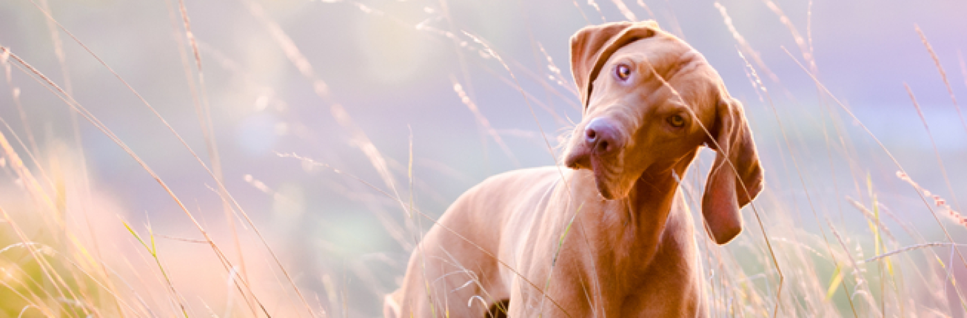 Teleurgesteld in mijn hond