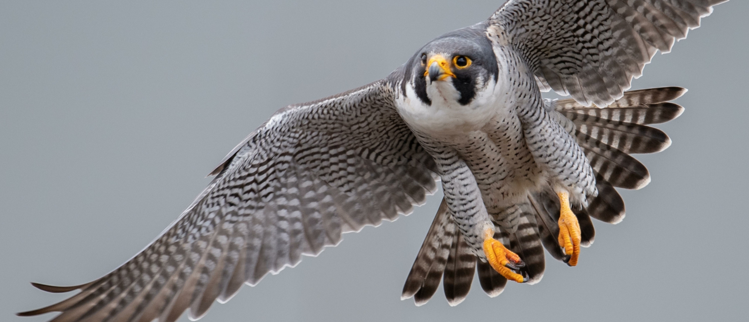 Hoe herken je een slechtvalk | Vogel-blog