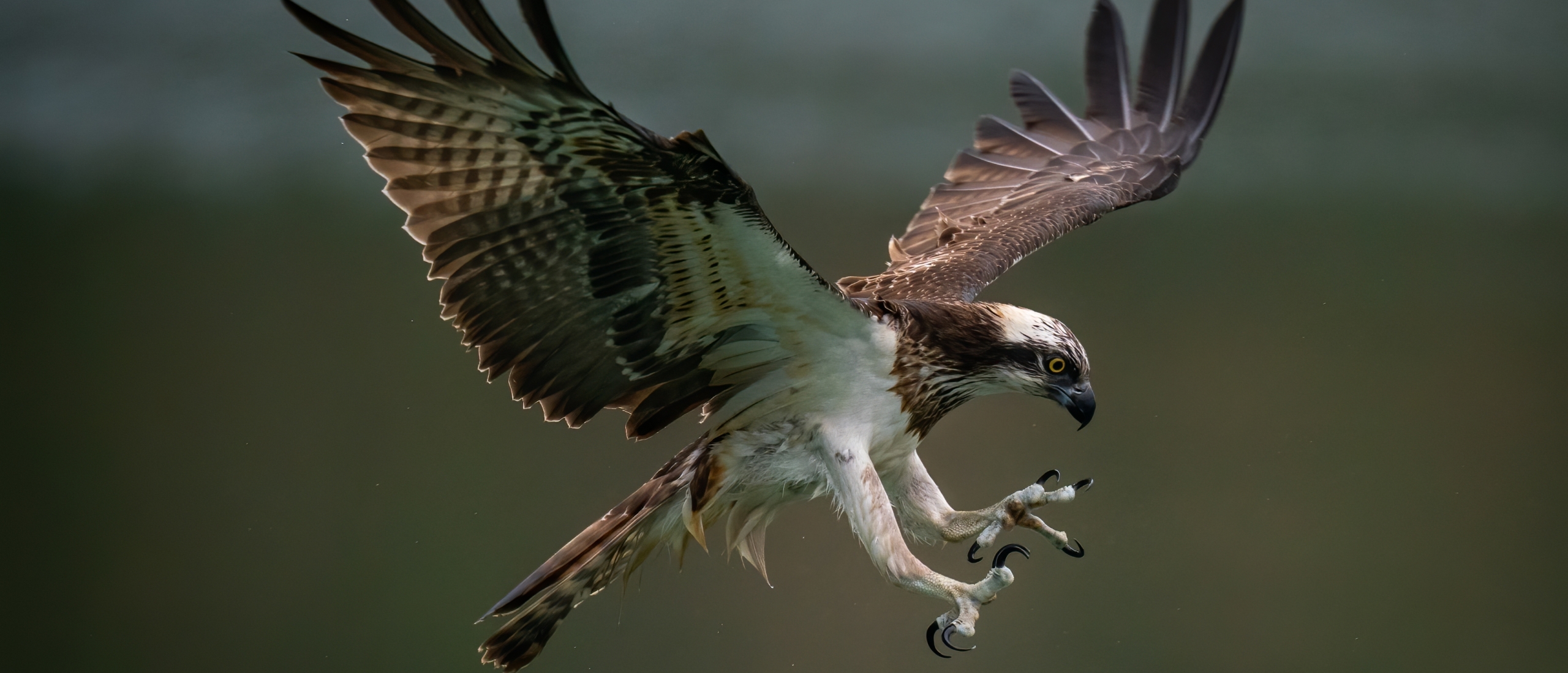 Hoe herken je een visarend? | Vogel-blog