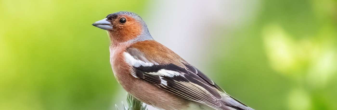 Alles over de Vink in Nederland | Vogel-blog