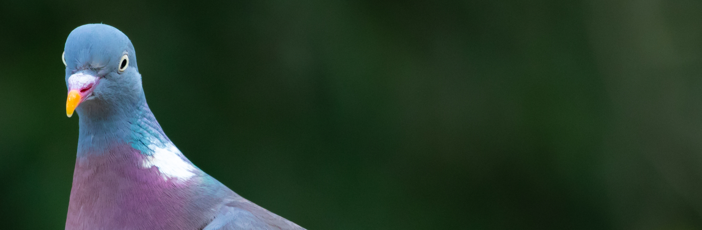 Alles over Duiven in Nederland | Vogel-blog