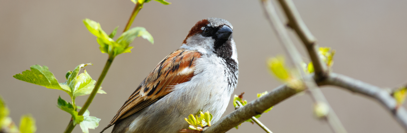 Alles over huismussen in Nederland | Vogel-blog