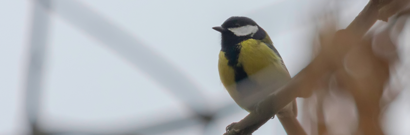 Alles over koolmezen | Vogel-blog