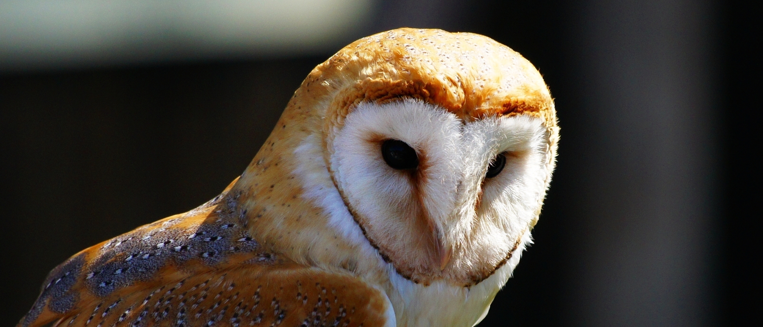 Alles over uilen in Nederland | Vogel-blog