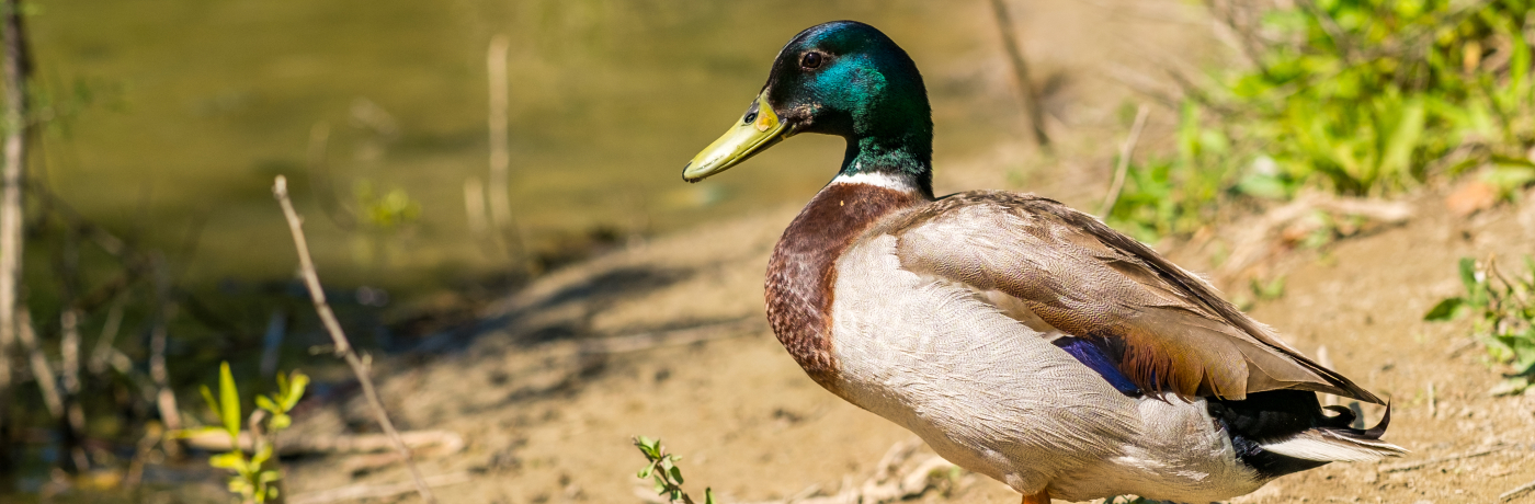 Wilde Eenden - Alles over Wilde Eenden in Nederland | Vogel-blog