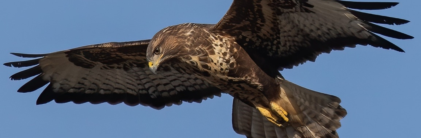 Wat eet een buizerd het liefst? | Alles over Buizerds