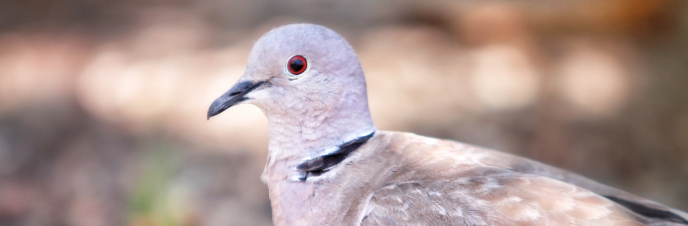 Hoe oud kan een Turkse tortelduif worden | Vogel-blog