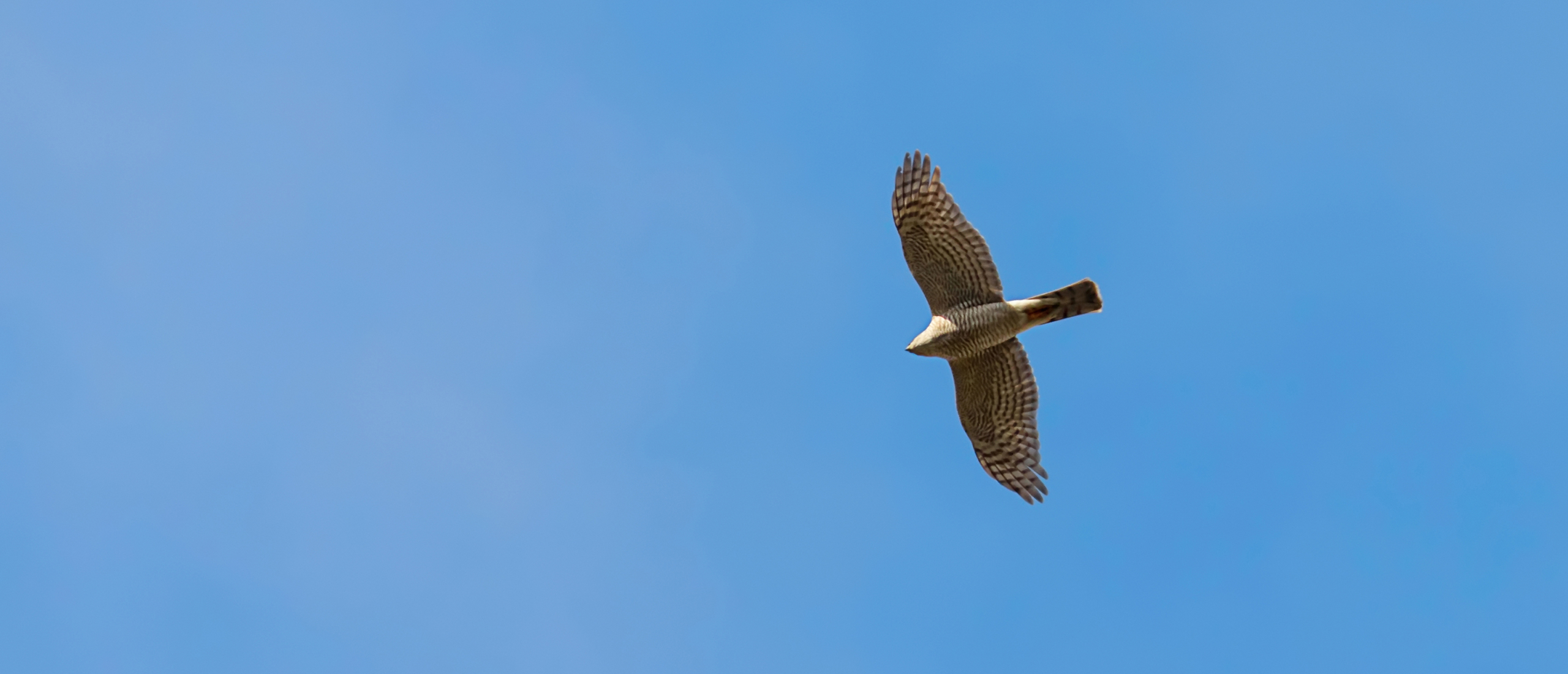 Alles over sperwers in Nederland | Vogel-blog