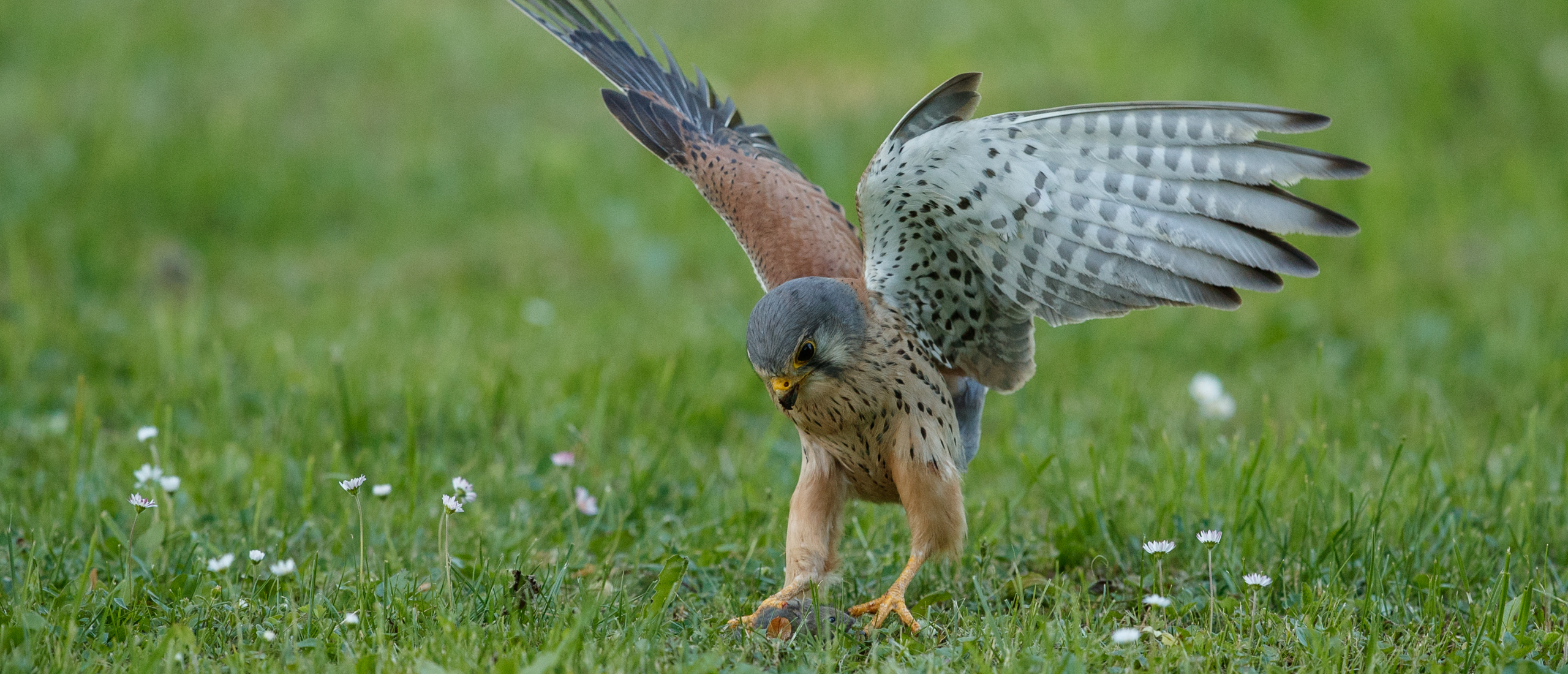 Alles over de Torenvalk | Vogel-blog