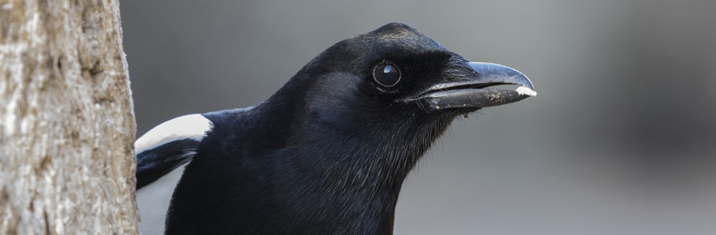 Wie is de vijand van de ekster? | Vogel-blog