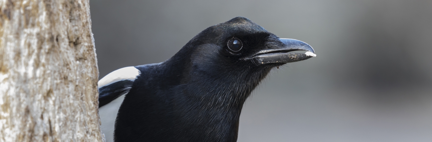 Wat betekent een ekster in je tuin? | Vogel-blog