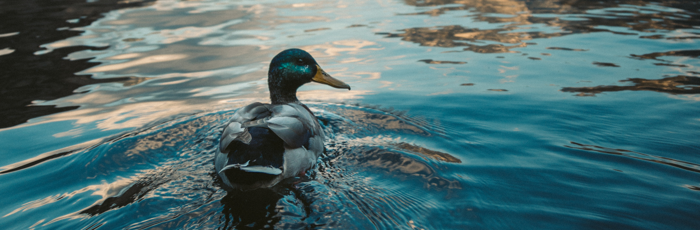 Waar slaapt een Wilde Eend? | Vogel-blog