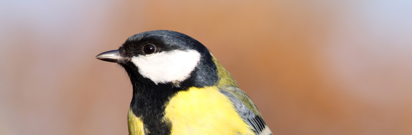 Wie is de vijand van de koolmees? | Vogel-blog