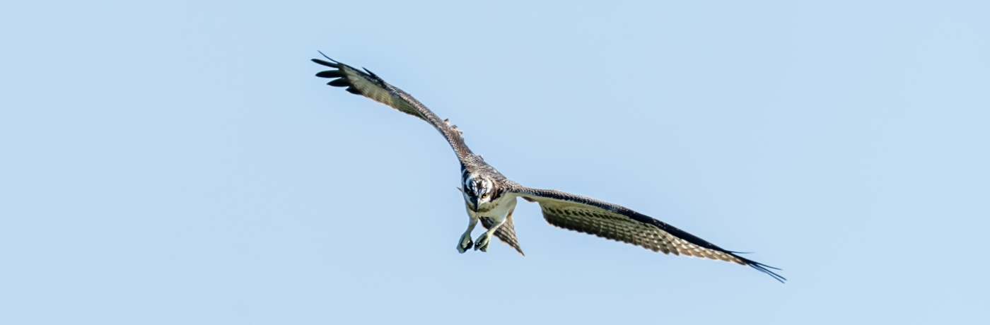 Wat is het verschil tussen een zeearend en een visarend? | Vogel-blog